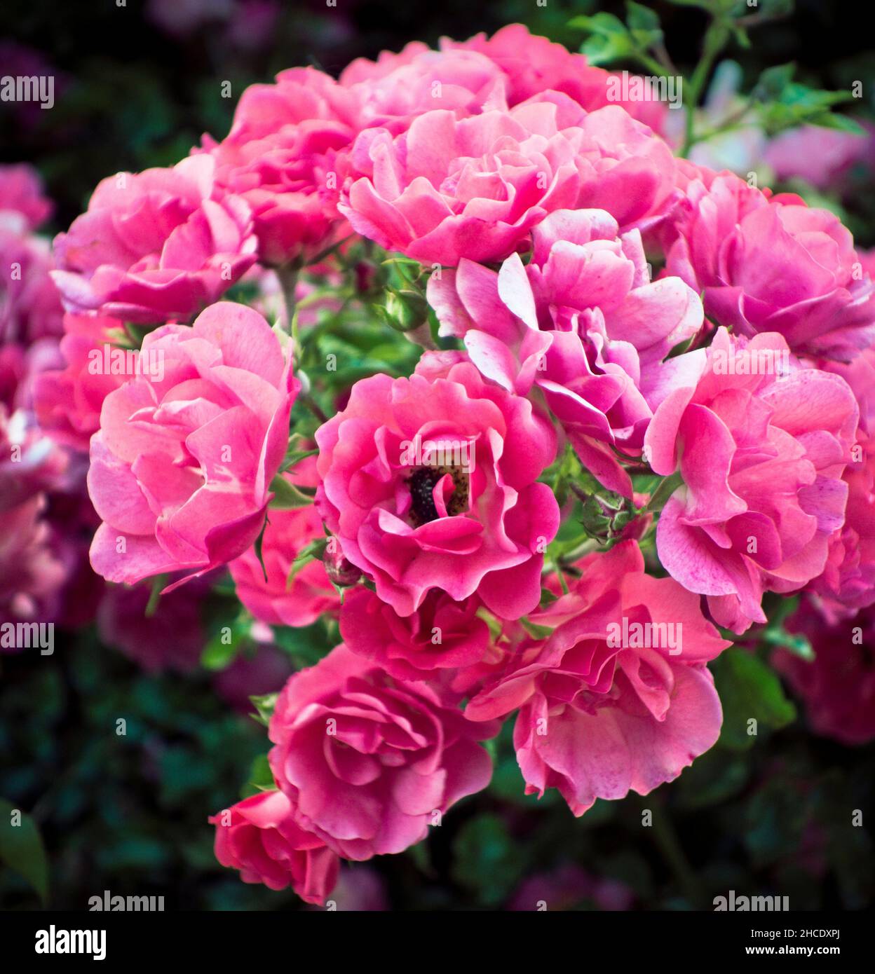 Best Pink Shrub Roses at April Langdon blog