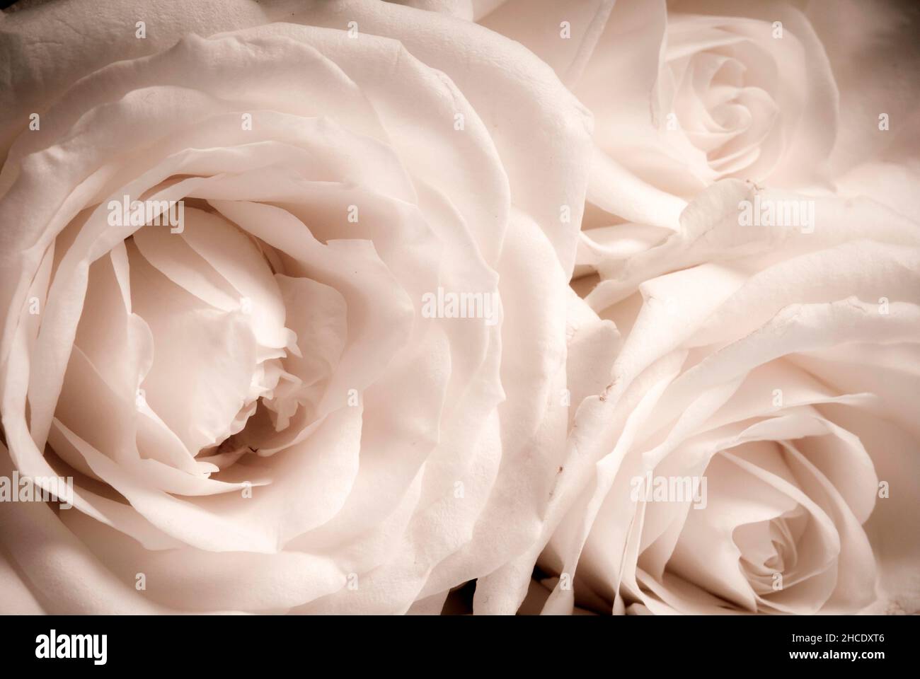 Macro wall art hi-res stock photography and images - Alamy