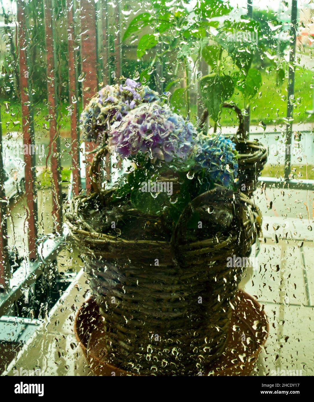 Hydrangea flowers behind a window under rain Stock Photo - Alamy