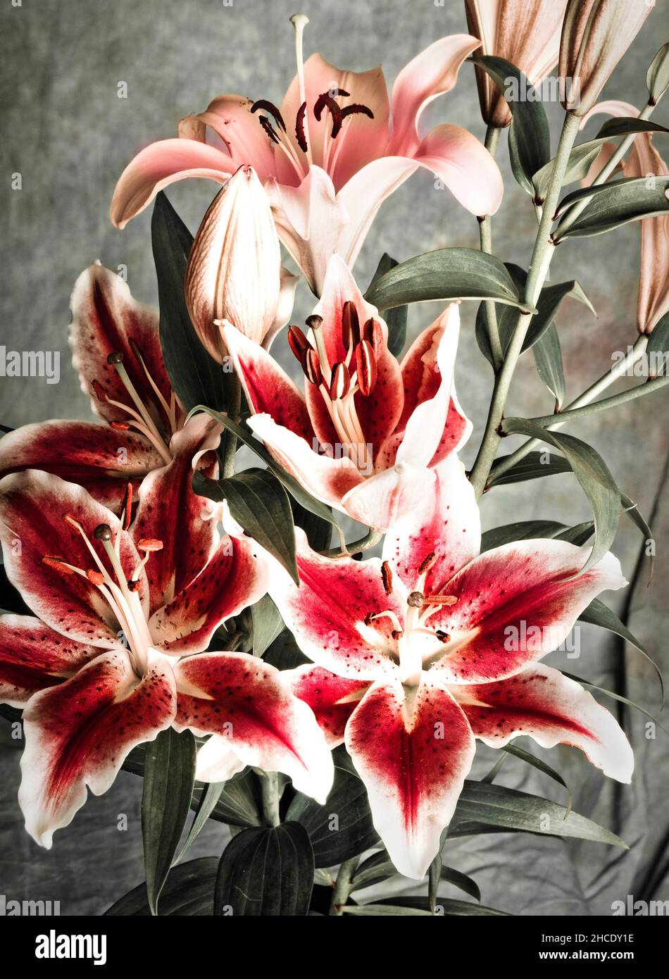Lilly bunch hi-res stock photography and images - Alamy