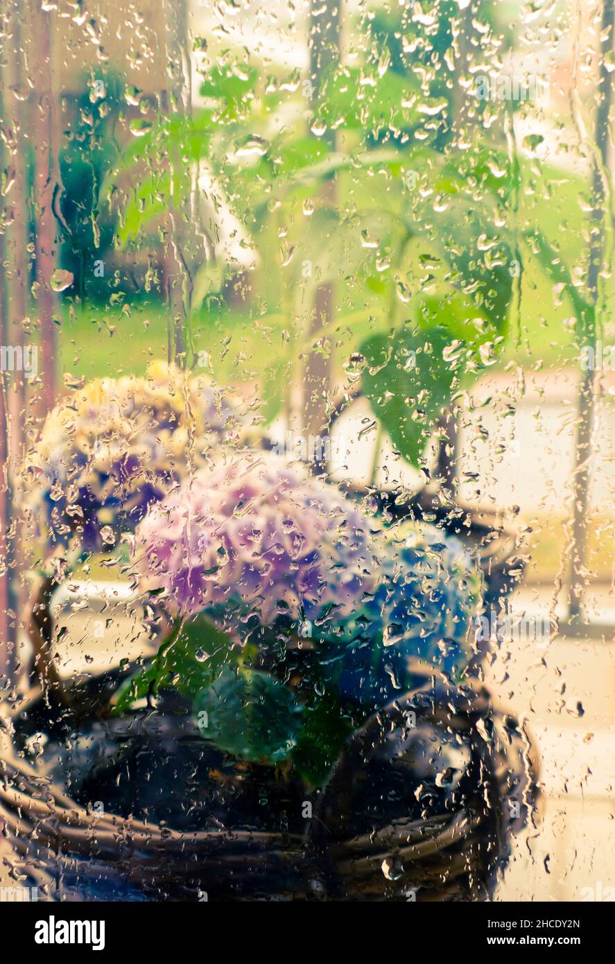 Hydrangea flowers behind a window under rain Stock Photo - Alamy