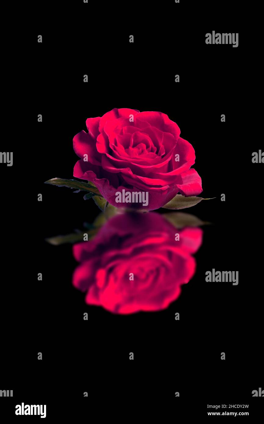 romantic red rose flower over black background wit mirroring reflection ...