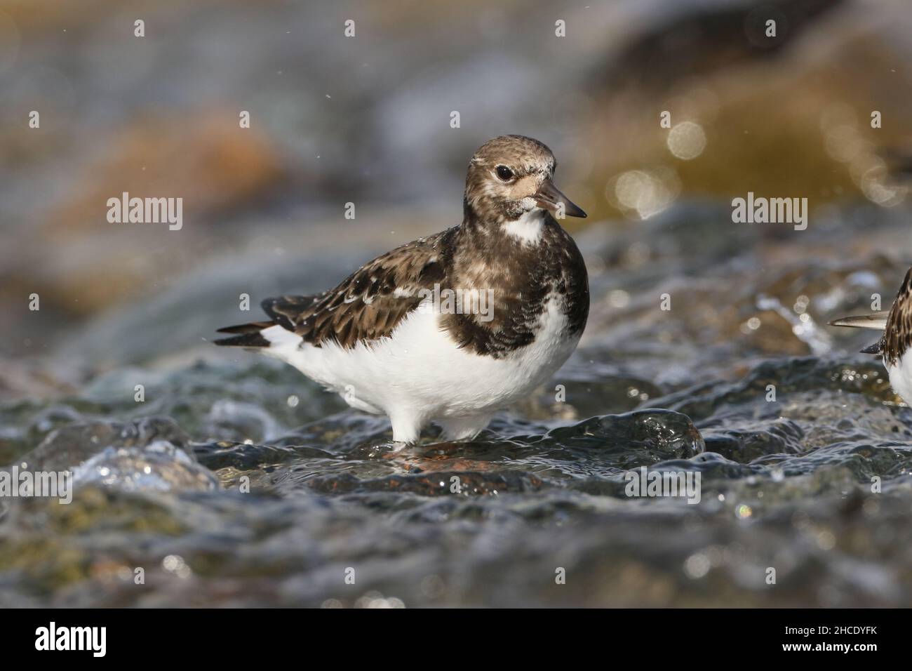 Turnstone in Winter plumage feeding in a stream close to its flowing ...