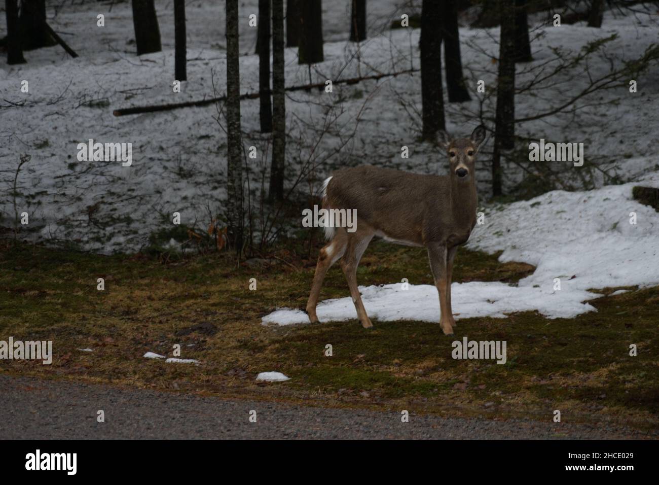 Beautiful landscape with deer hi-res stock photography and images - Alamy