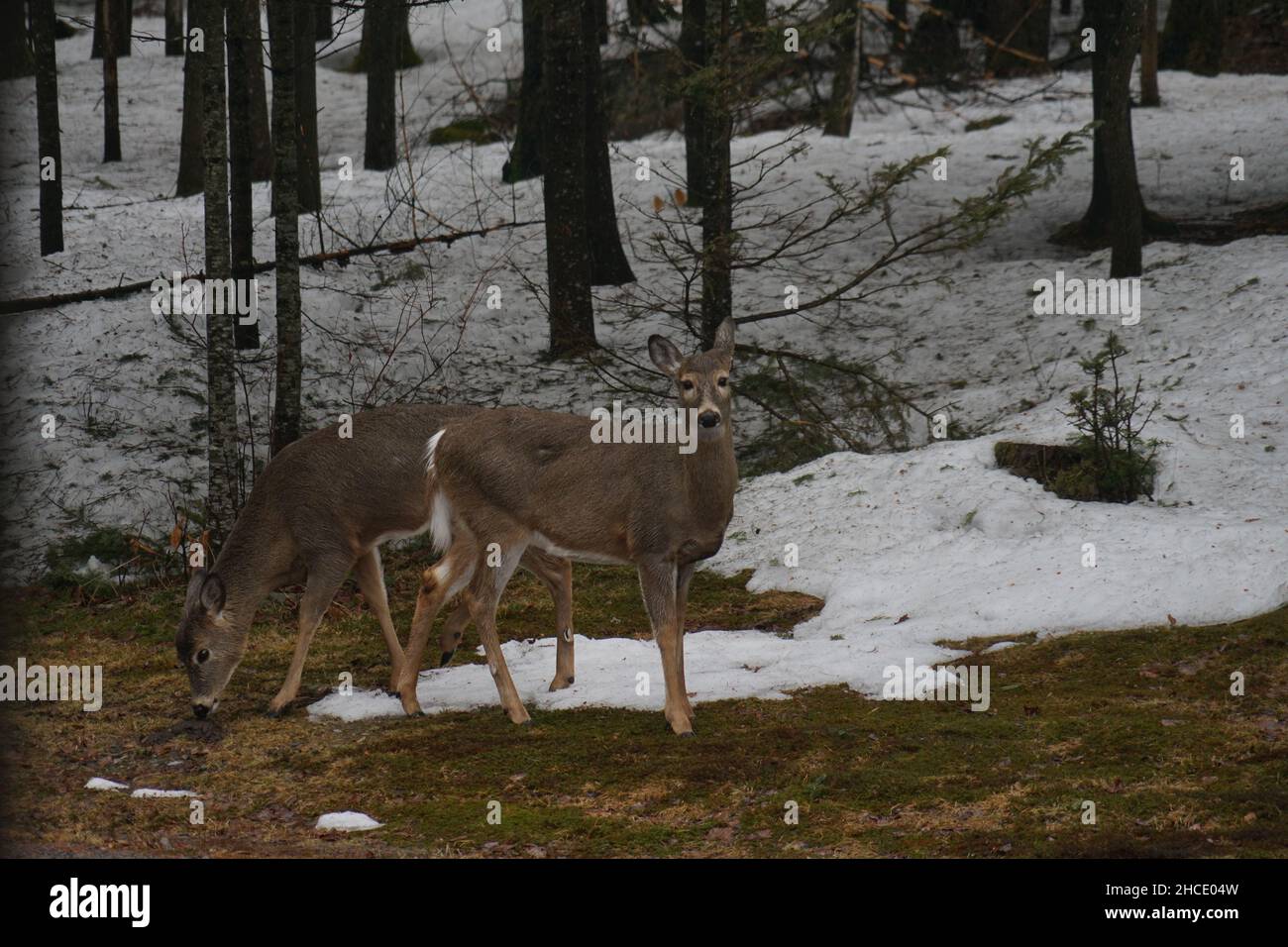 Beautiful shot cute deer forest hi-res stock photography and images - Alamy