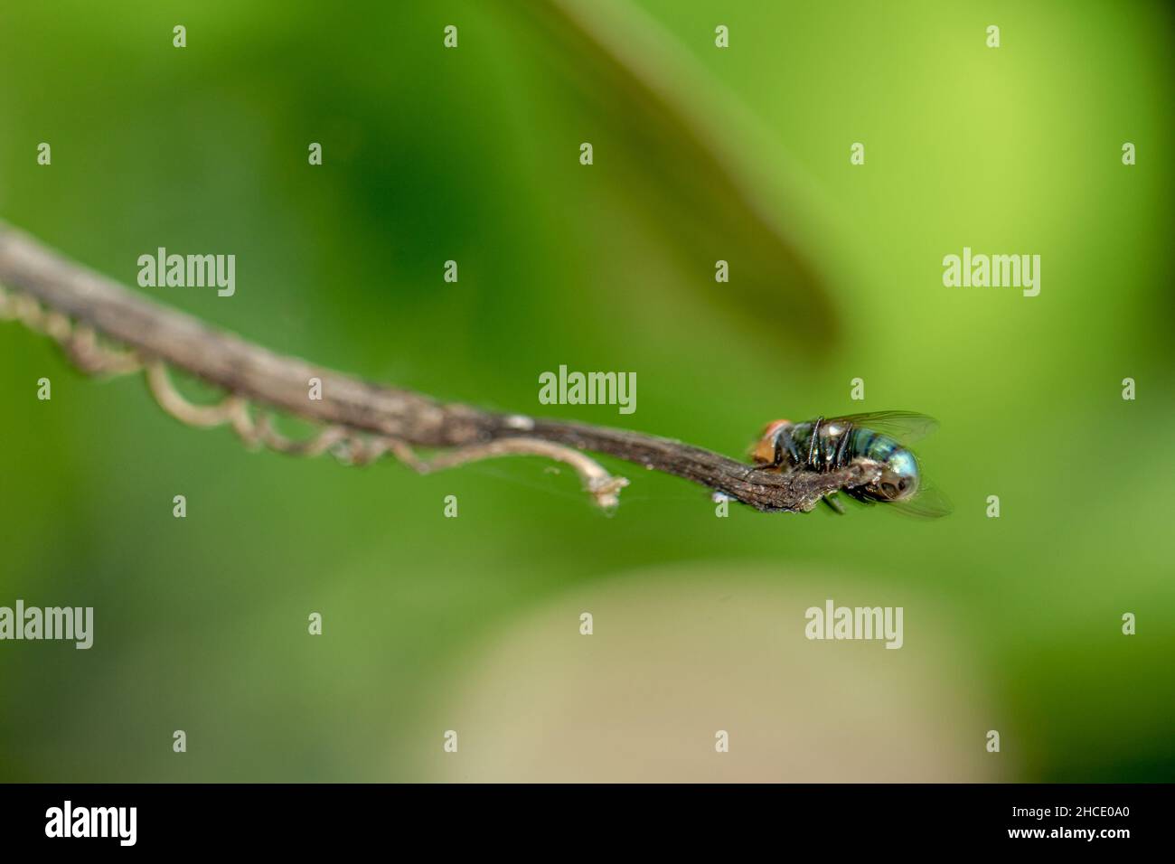 A green fly perches on a dark brown dry twig, blurry foliage background ...