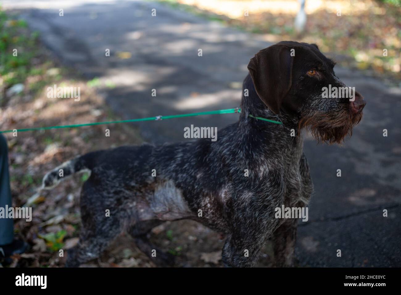 Fluffy brown German Wirehaired Pointer dog in the park Stock Photo - Alamy