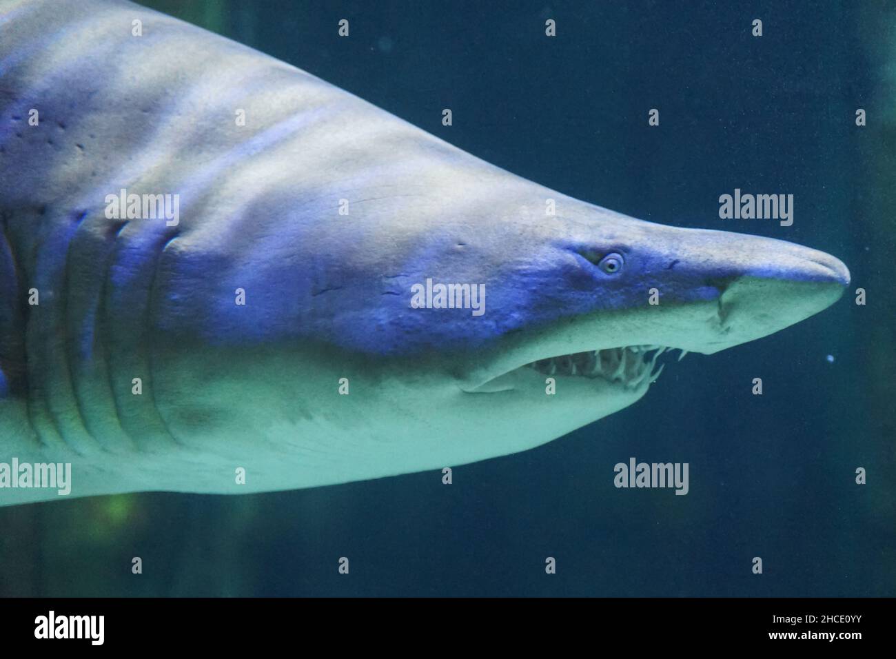 Aquarium of Cattolica, Bull Shark, Emilia Romagna, Italy, Europe Stock ...