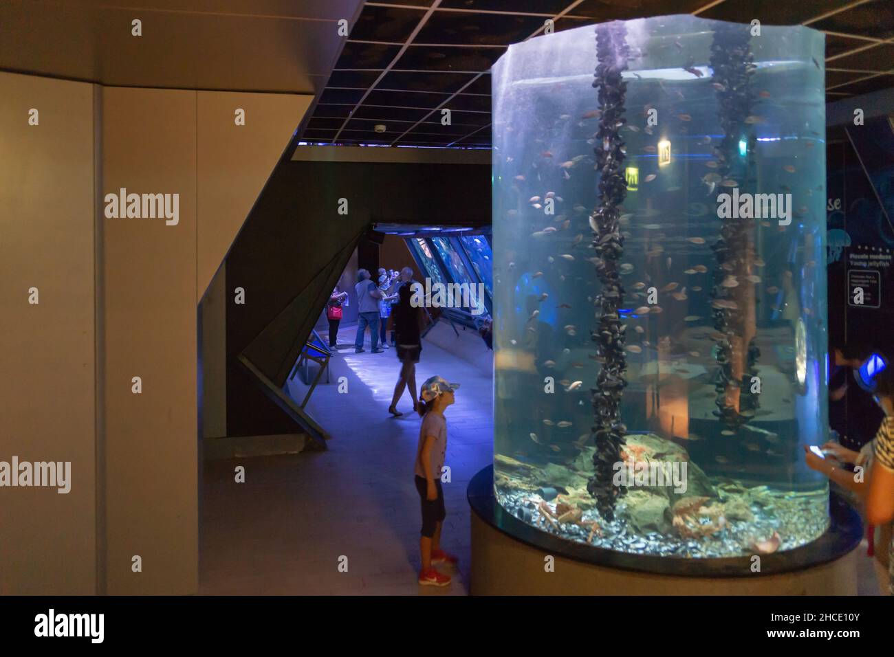 Visitors to the Aquarium of Cattolica, Emilia Romagna, Italy, Europe ...