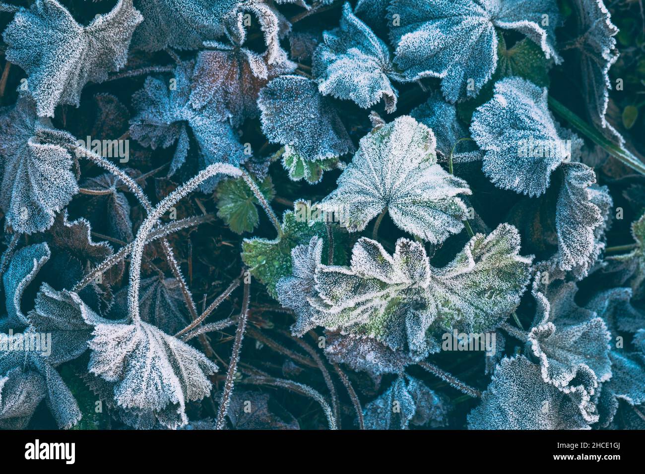 Leaves covered with crystal clear hoarfrost. Mysterious blue color ...