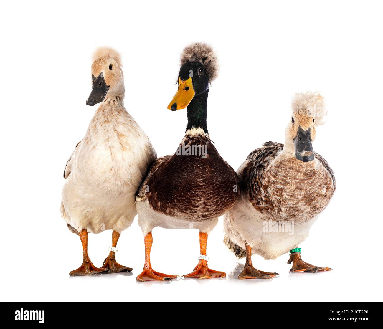 Crested ducks breeds in front of white background Stock Photo - Alamy