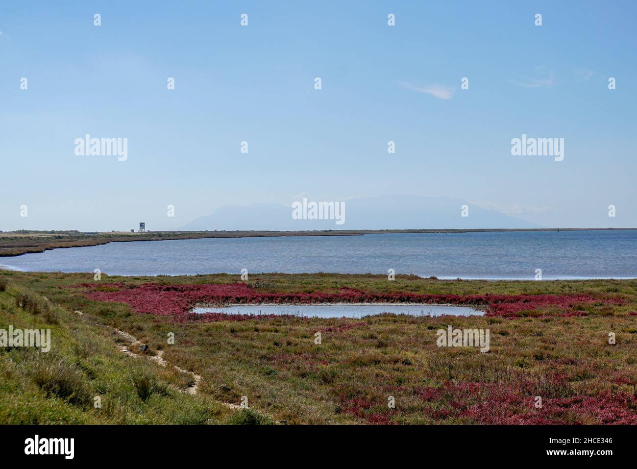 Field with red salicornia Salt-tolerant plant. Saltwort plant ...