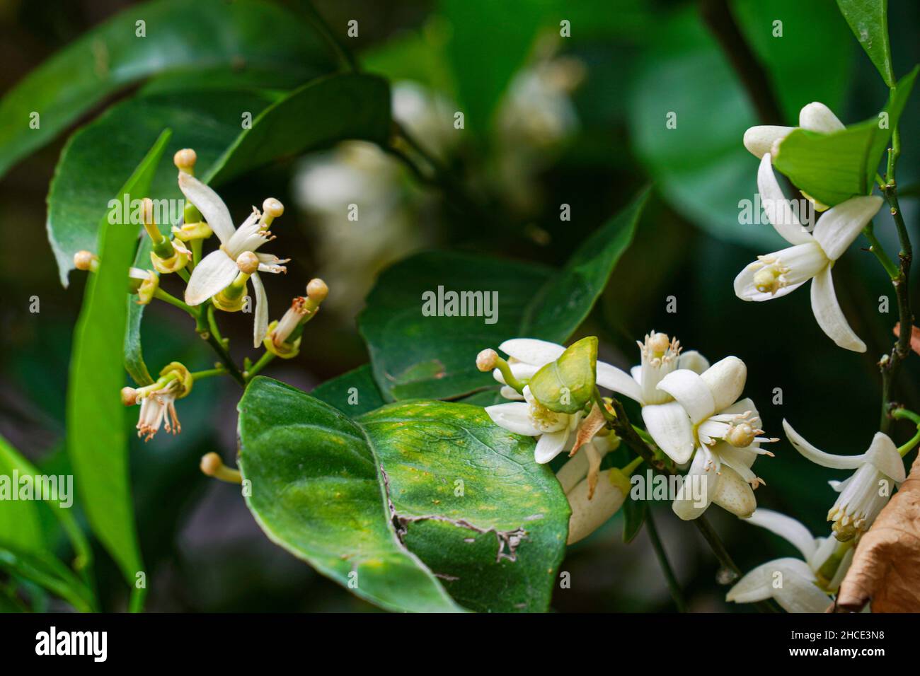 Orange tree blossoms flowering Orange tree. Photographed in Israel in ...