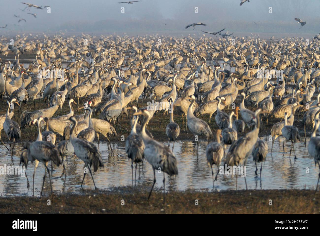 Grey Cranes (Grus grus) Photographed at the Agamon lake, Hula Valley ...