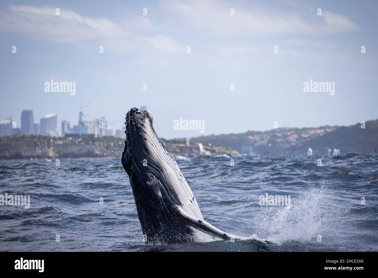 Giant Blue Whale