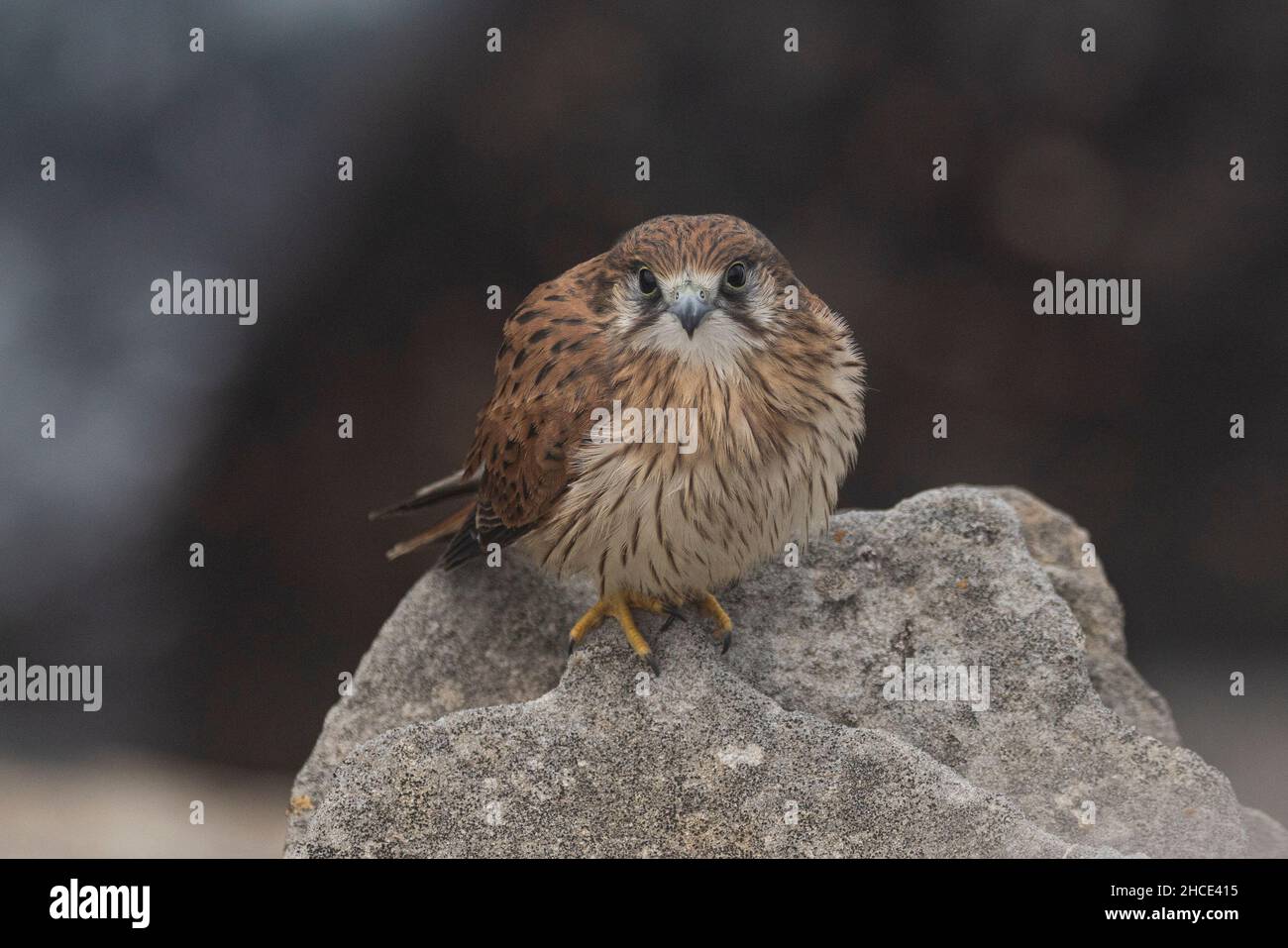 Small falcon hi-res stock photography and images - Alamy