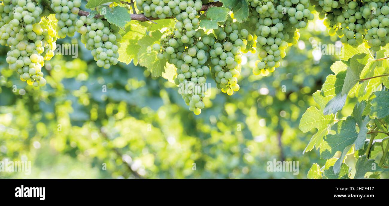Bunch of grapes hanging on a horizontal vine Stock Photo - Alamy
