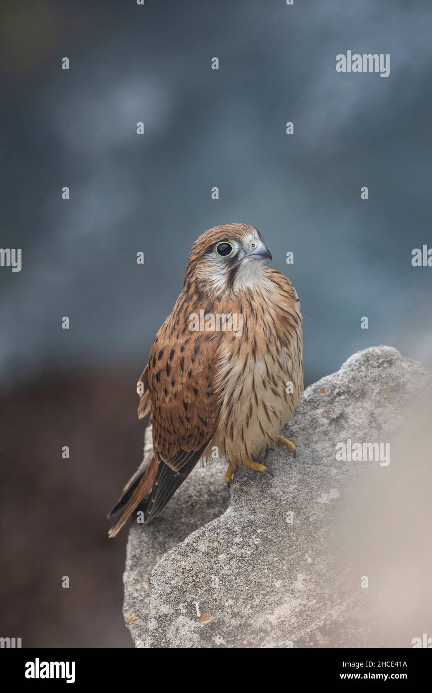 Falcon eye close up hi-res stock photography and images - Alamy