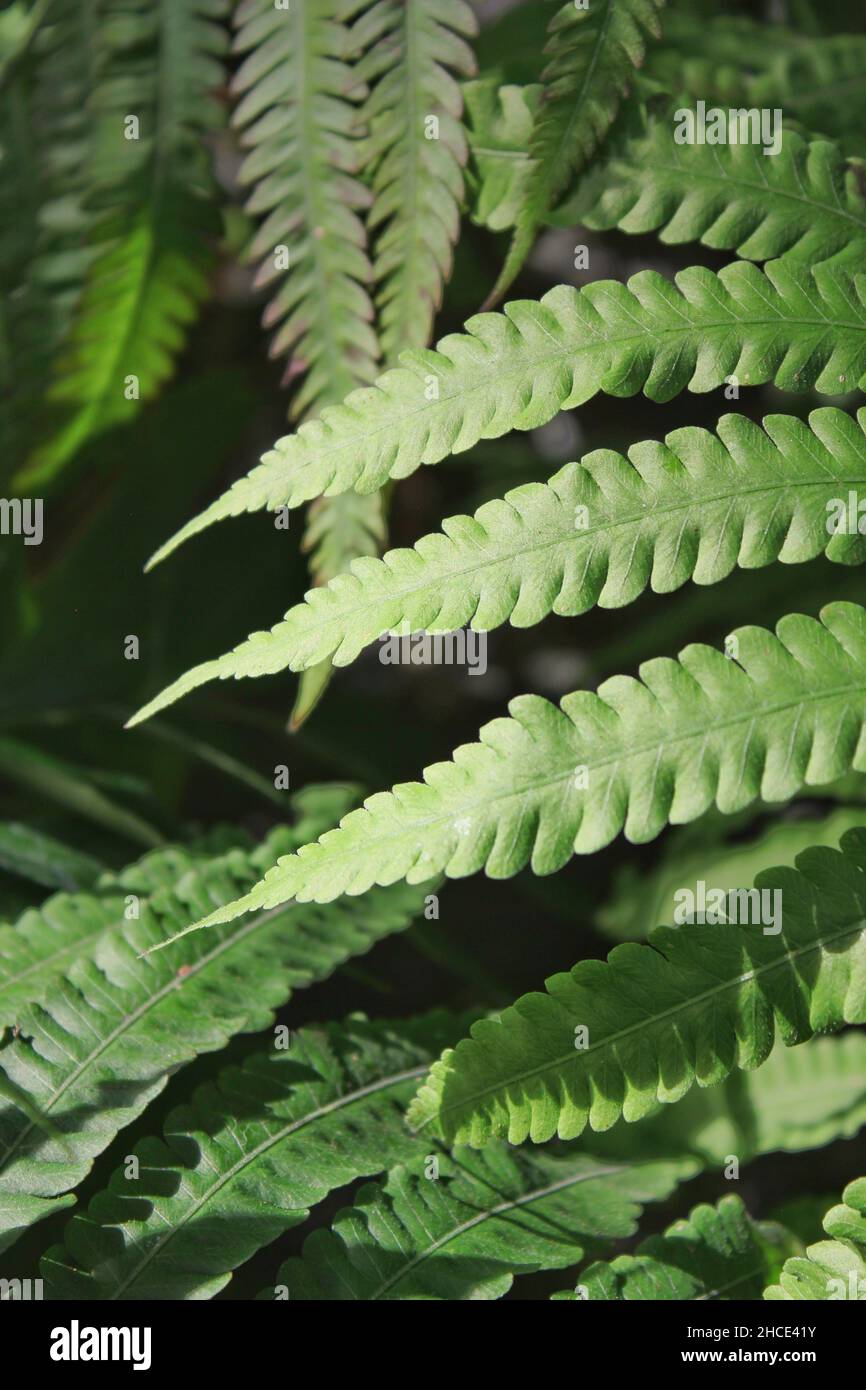 Bright green ferns growing in the summer meadow under the beautiful sun ...
