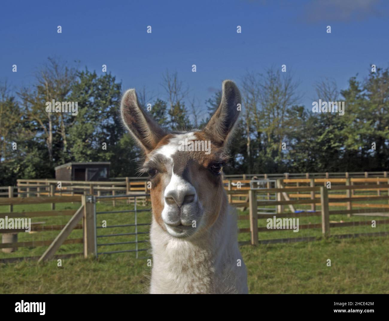 Llama meat hi-res stock photography and images - Alamy