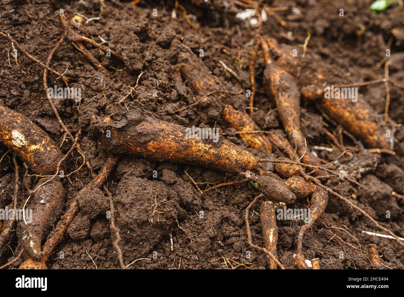 Cassava root and plant hi-res stock photography and images - Alamy