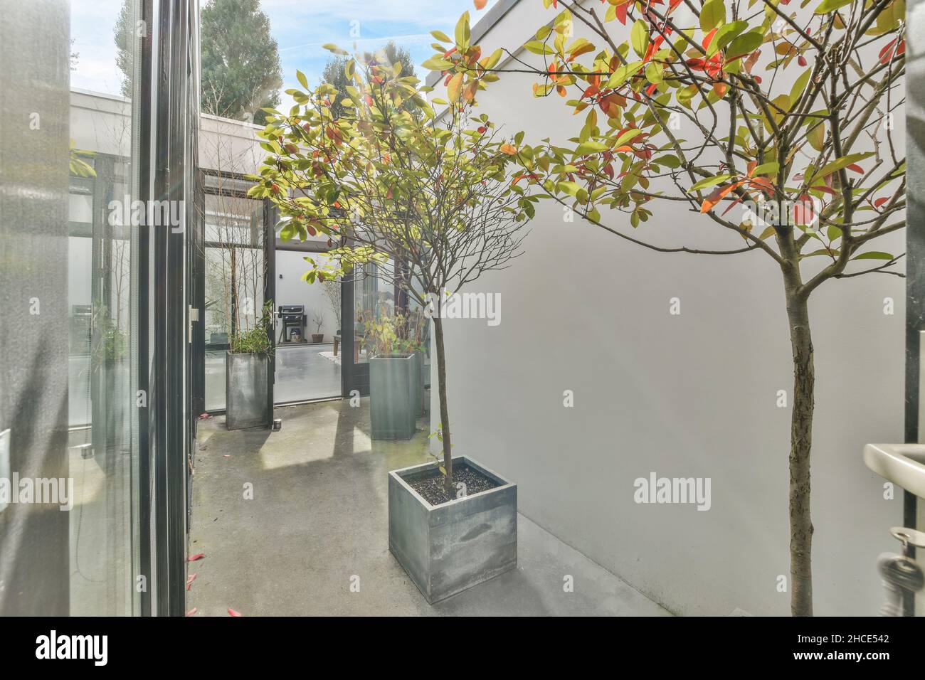 Trees with thin trunks growing in pots near white wall and glass door ...