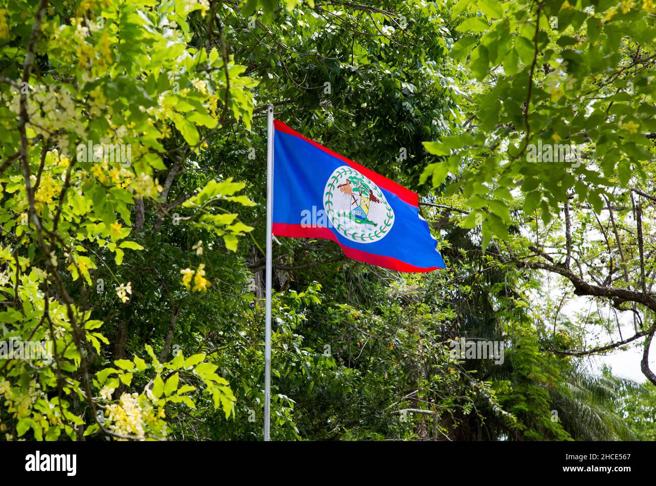 Belize National Flag in the forest Stock Photo - Alamy