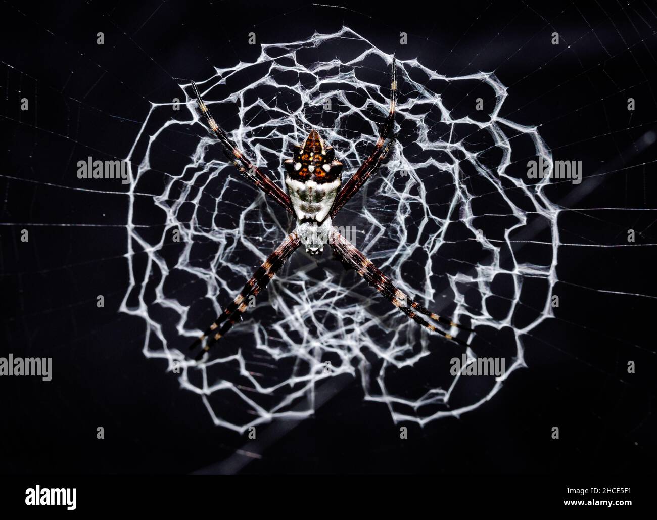 Small spider webs hi-res stock photography and images - Alamy