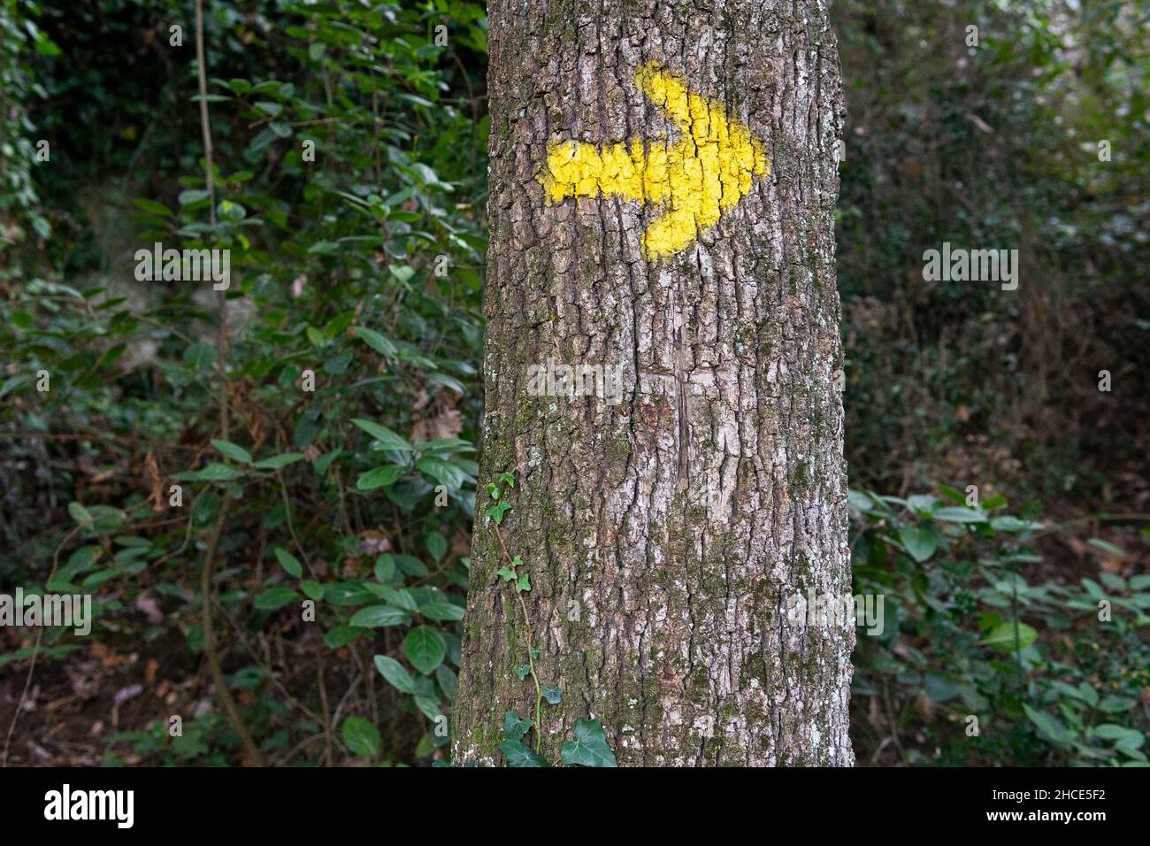 Yellow painted arrow pointer showing direction on thick tree trunk ...