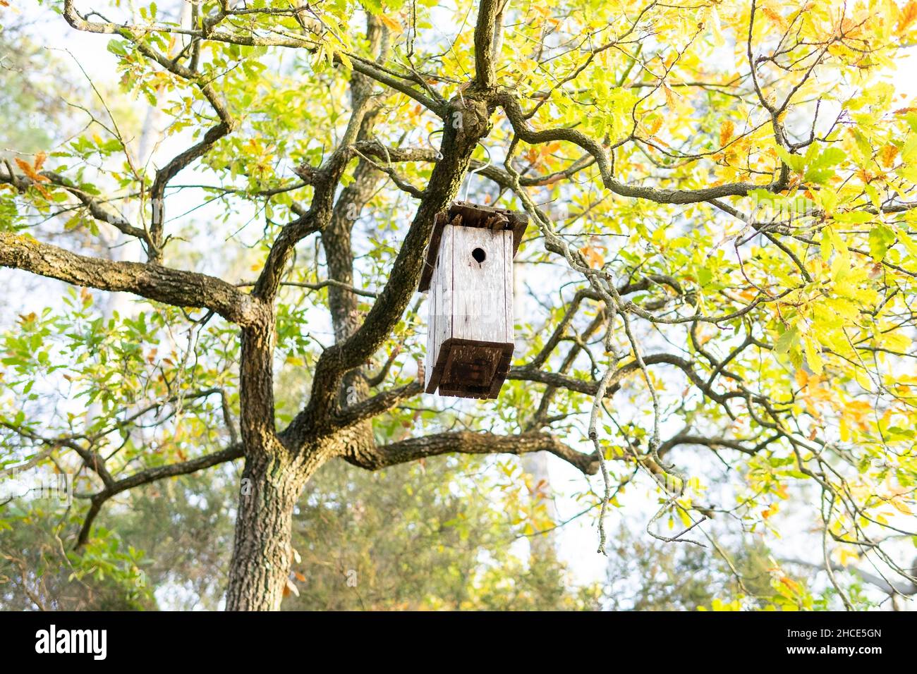 From below of wooden nesting box with hole hanging on branch of tree ...