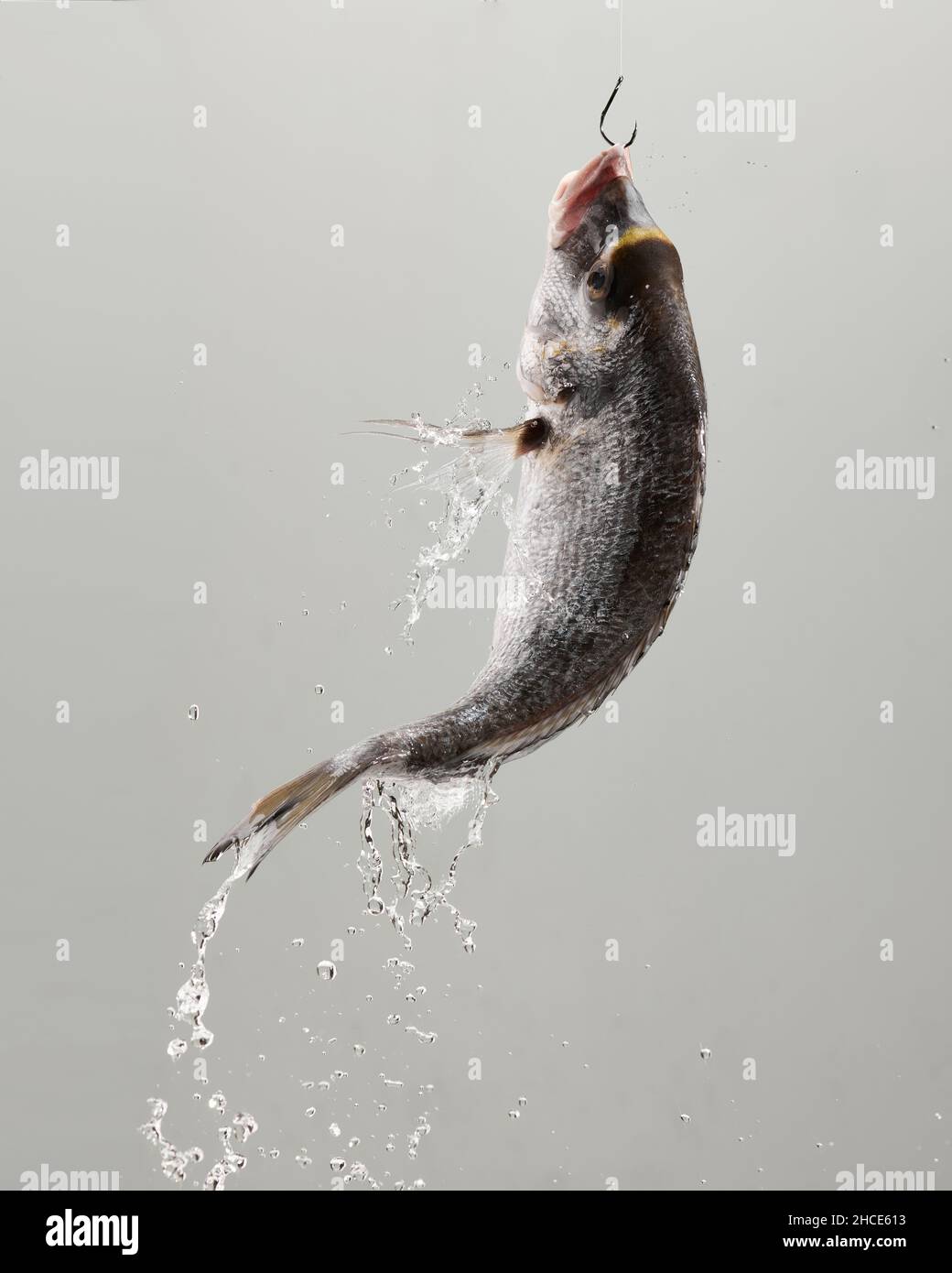 Fresh whole raw fish with water falling from body hanging on hook ...