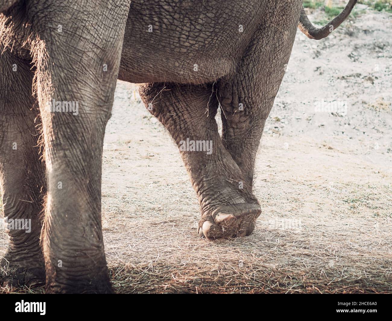 Photo of the bottom of an elephant standing in leg by leg position on ...