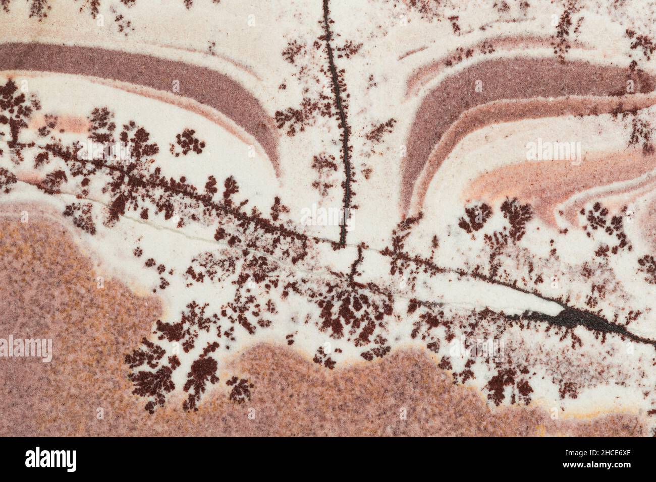 Close up of the patterns and structural detail in a polished slab of ...