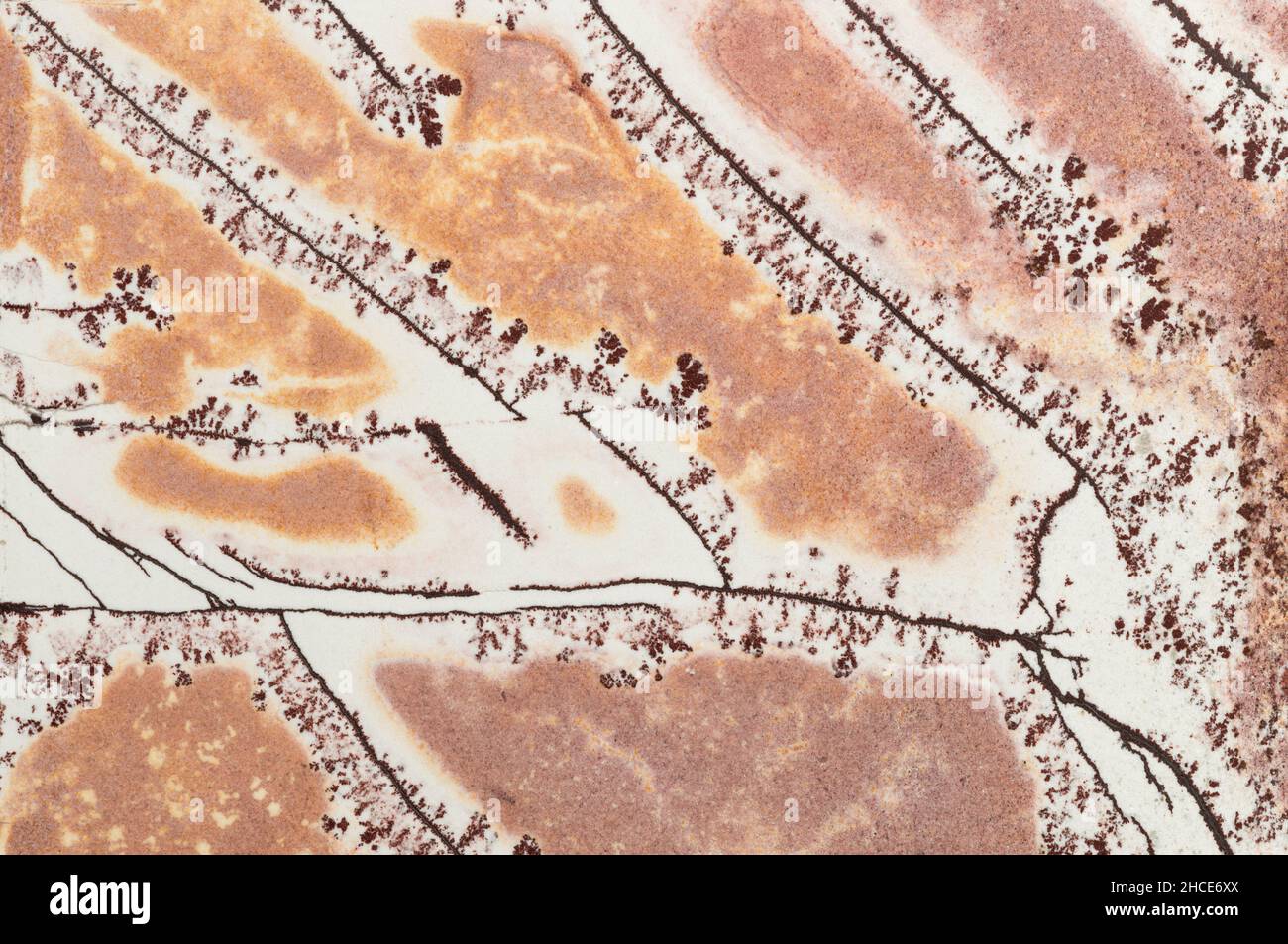 Close up of the patterns and structural detail in a polished slab of ...