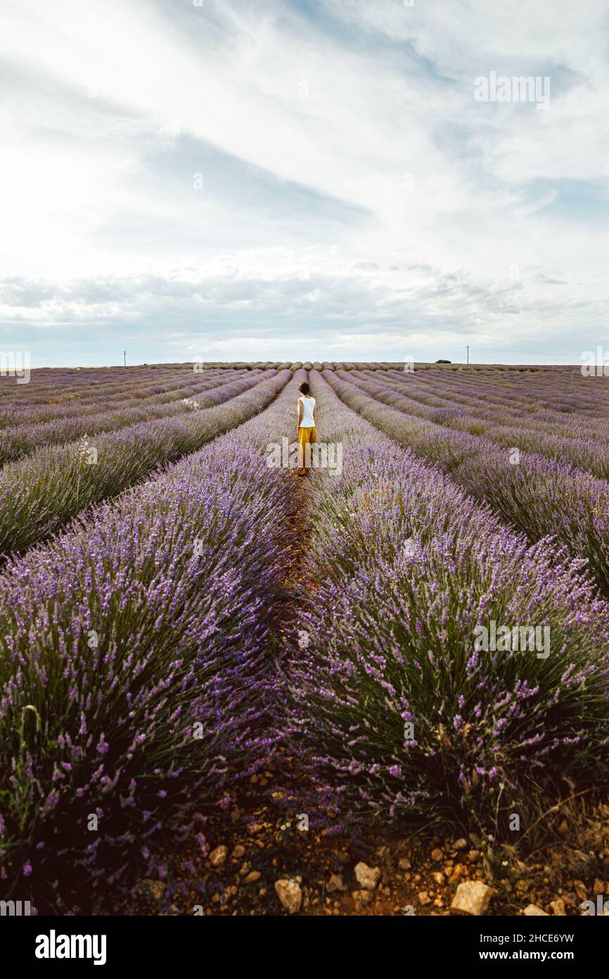 Back view of unrecognizable female standing among rows of lavender ...