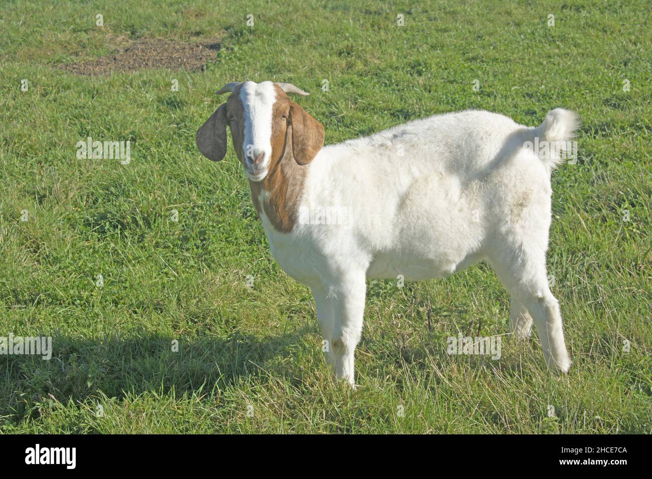 Wield hi-res stock photography and images - Alamy