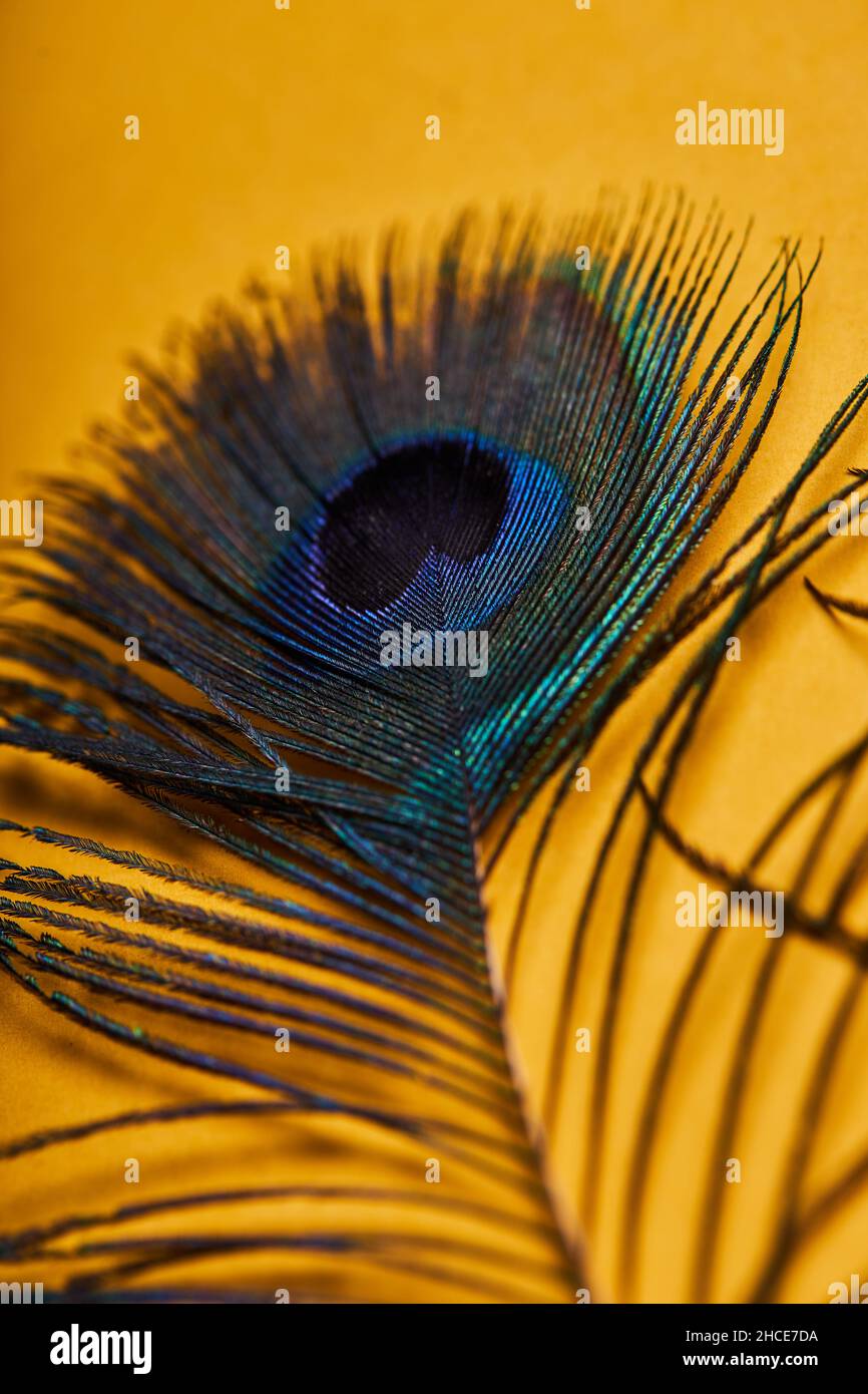 From above bright decorative exotic peacock feather with thin stems ...
