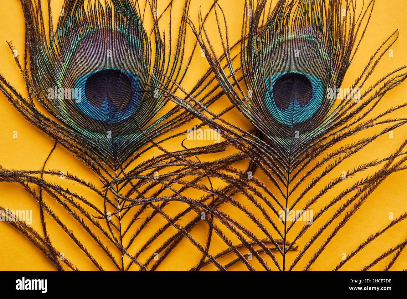 Soft focus of various bright decorative exotic peacock feathers with ...