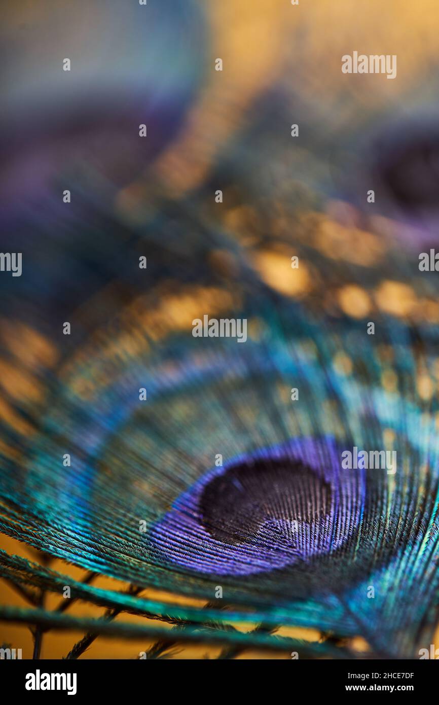 Peacock feather decor hi-res stock photography and images - Alamy