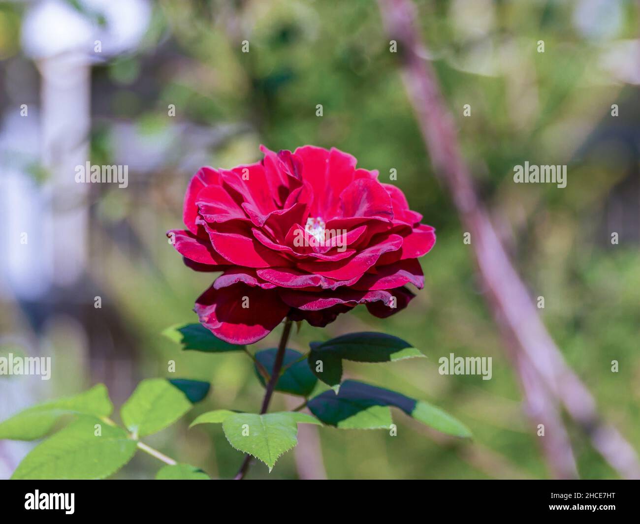 Beautiful red rose under hi-res stock photography and images - Alamy