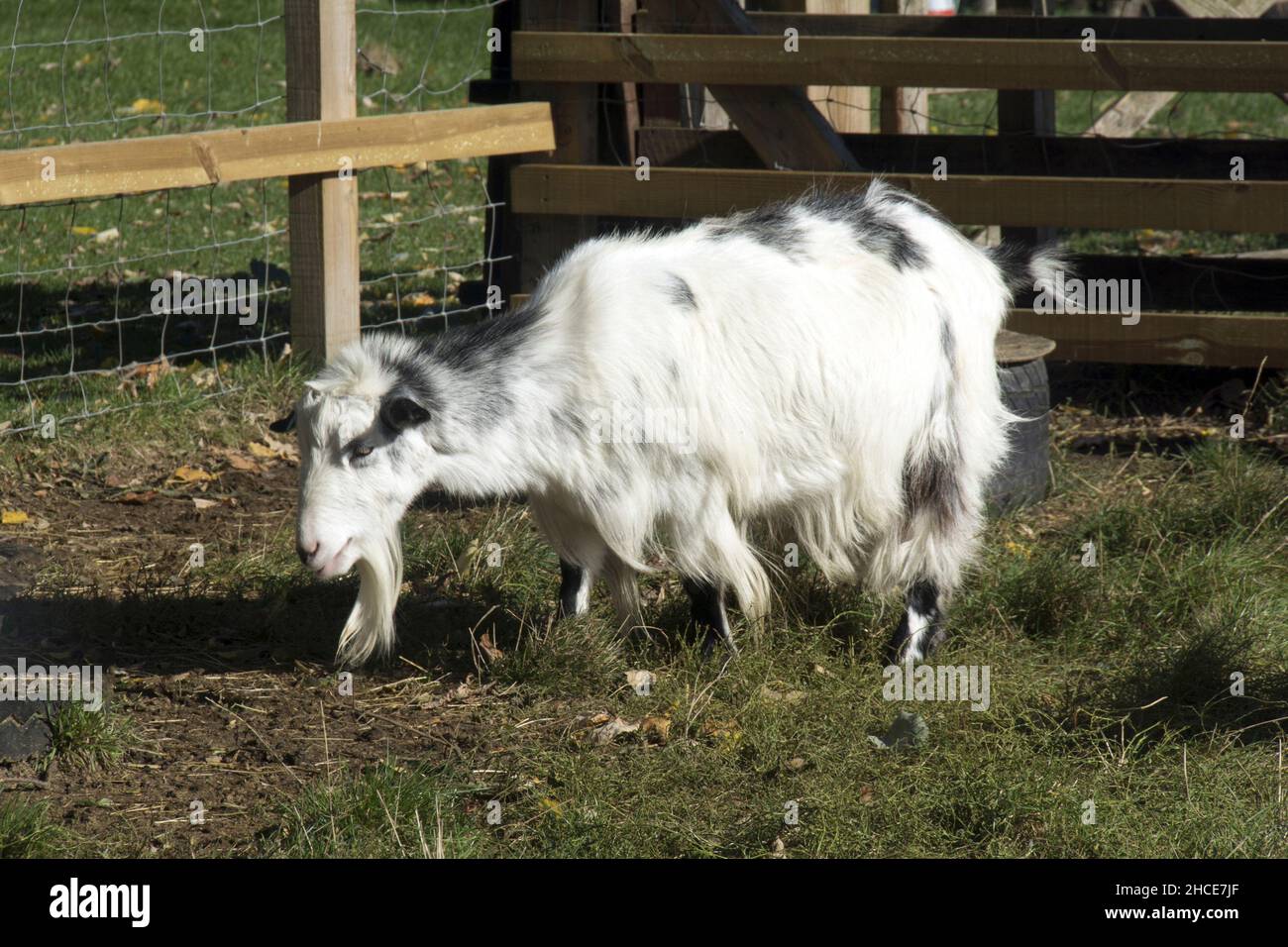 PYGMY GOAT (HYBRID Stock Photo - Alamy