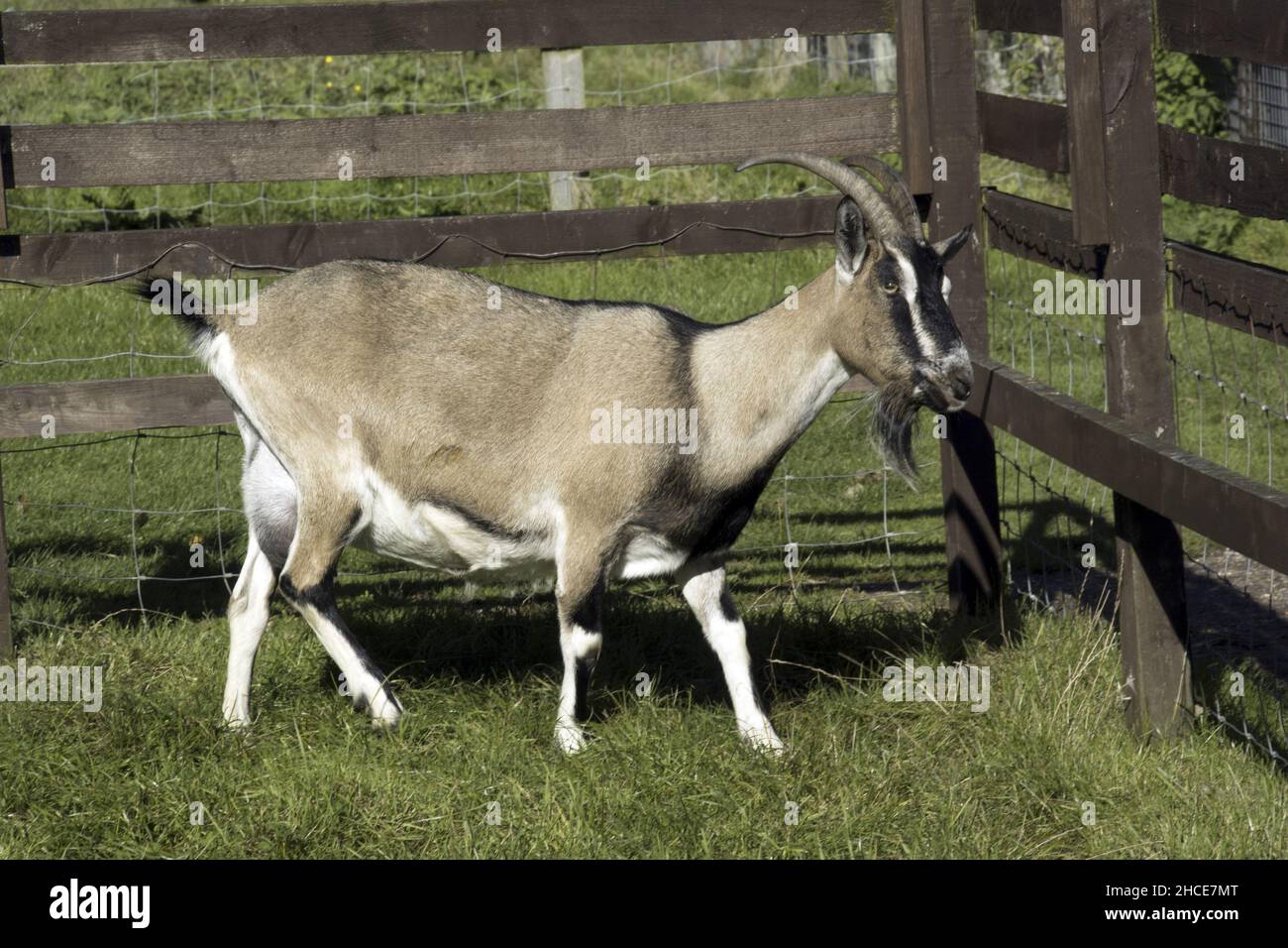OLD ENGLISH GOAT Stock Photo - Alamy