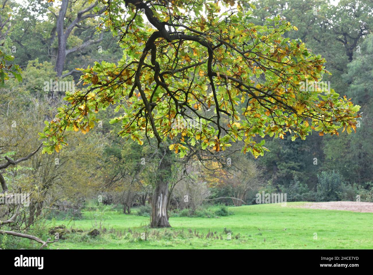 Autumn in Deister,germany Stock Photo - Alamy