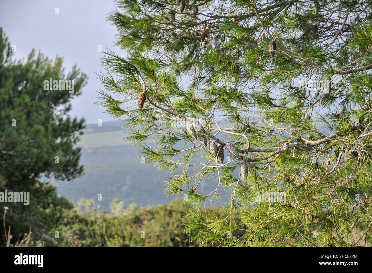 Pinus halepensis, commonly known as the Aleppo pine, is a pine native ...