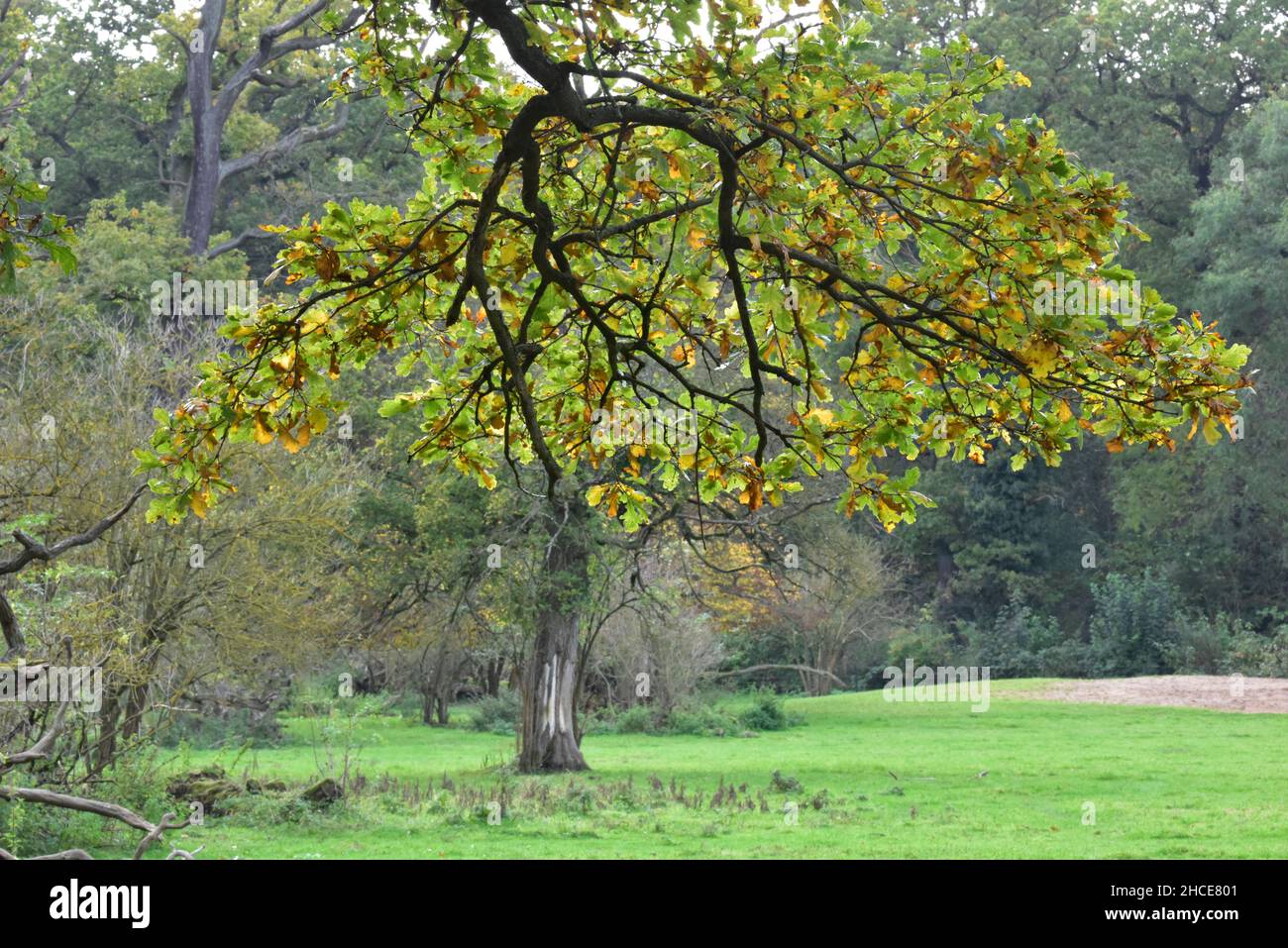 Autumn in Deister,germany Stock Photo - Alamy