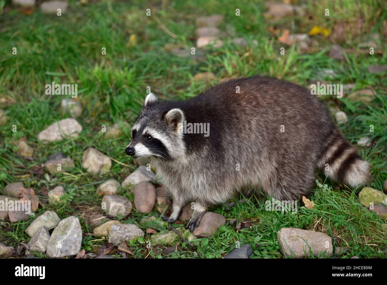 Iltisse.Mustela putorius.European polecat Stock Photo - Alamy