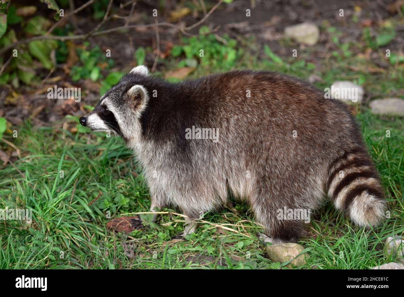 Iltisse.Mustela putorius.European polecat Stock Photo - Alamy
