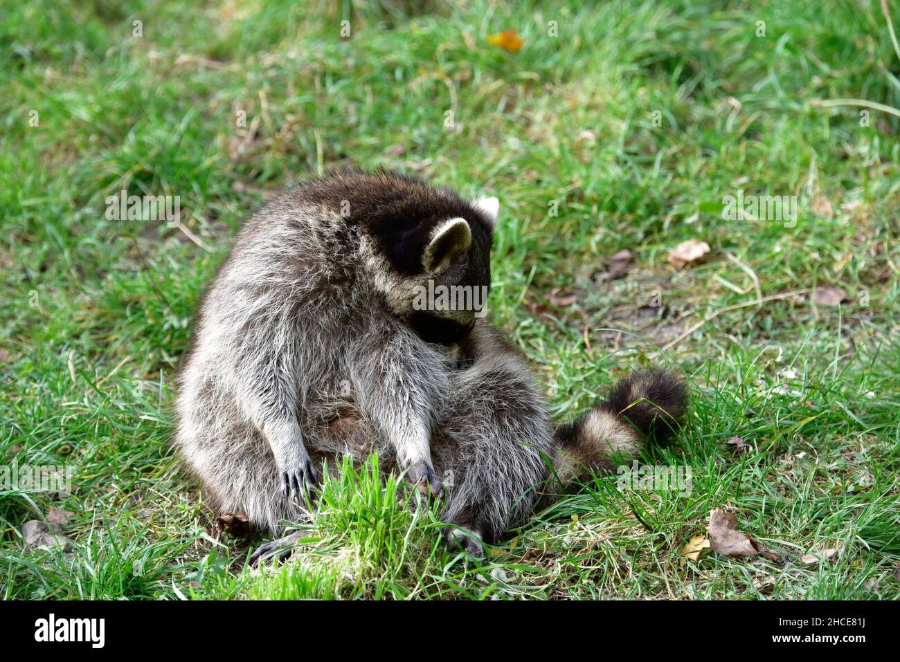 Iltisse.Mustela putorius.European polecat Stock Photo - Alamy