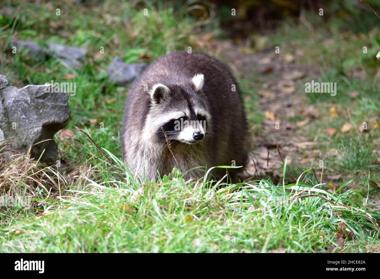 Iltis herbst hi-res stock photography and images - Alamy