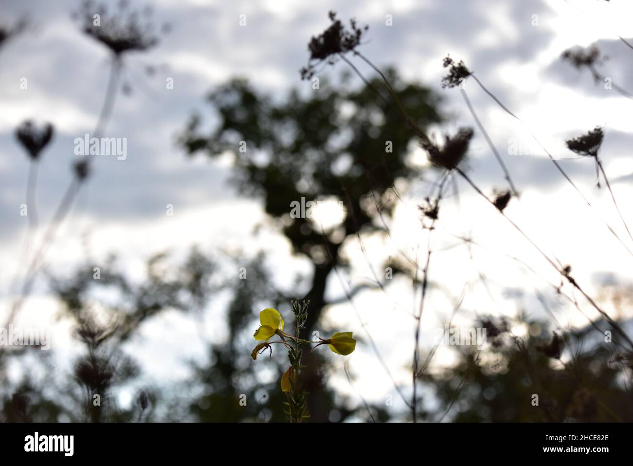 Autumn in Deister, Germany Stock Photo - Alamy
